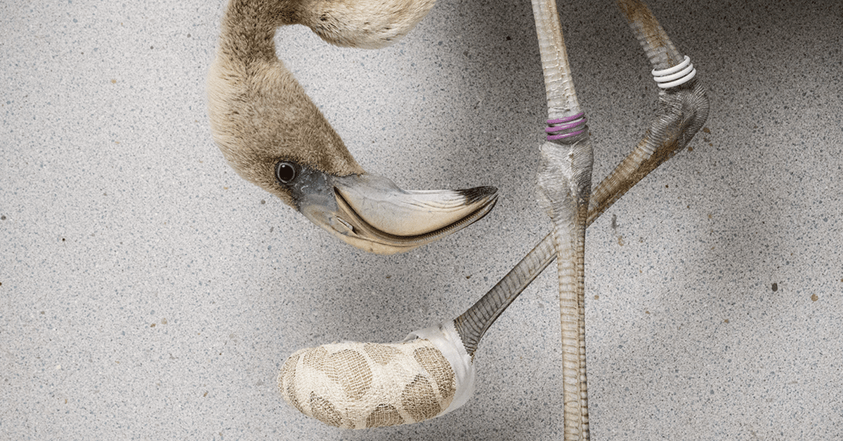 WORLD PRESS PHOTO – 62. edycja - Nowohuckie Centrum Kultury Kraków